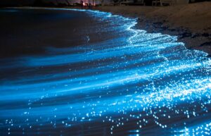 Top 10 Incredible Ocean Phenomena That Will Leave You In Awe